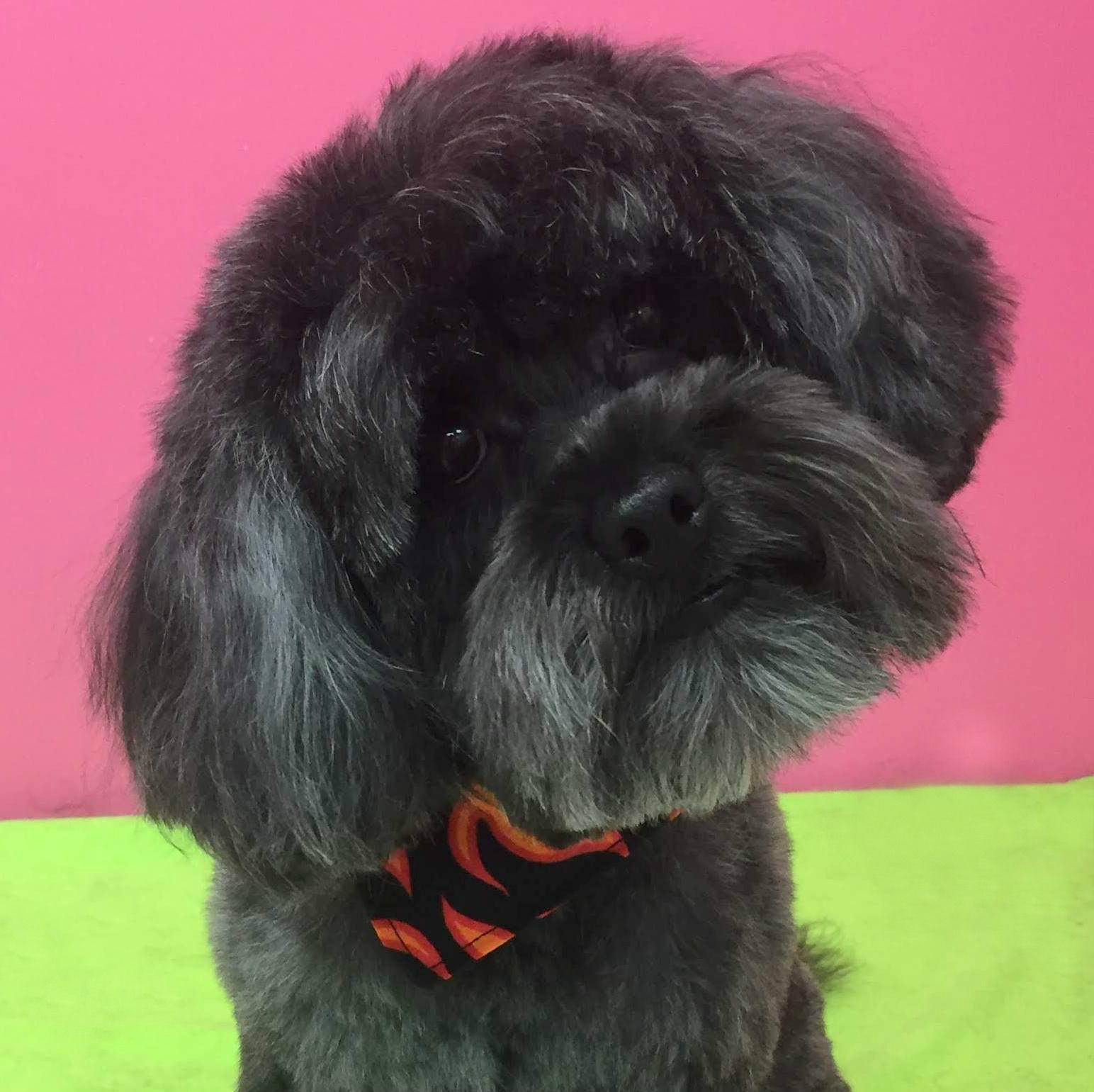 Black Maltipoo Haircuts