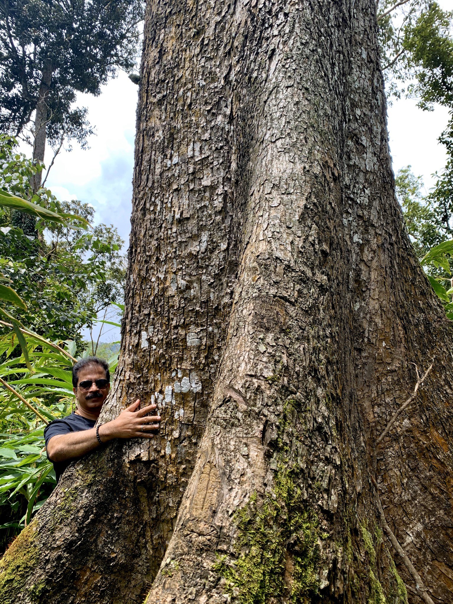 Sandalwood Tree Images