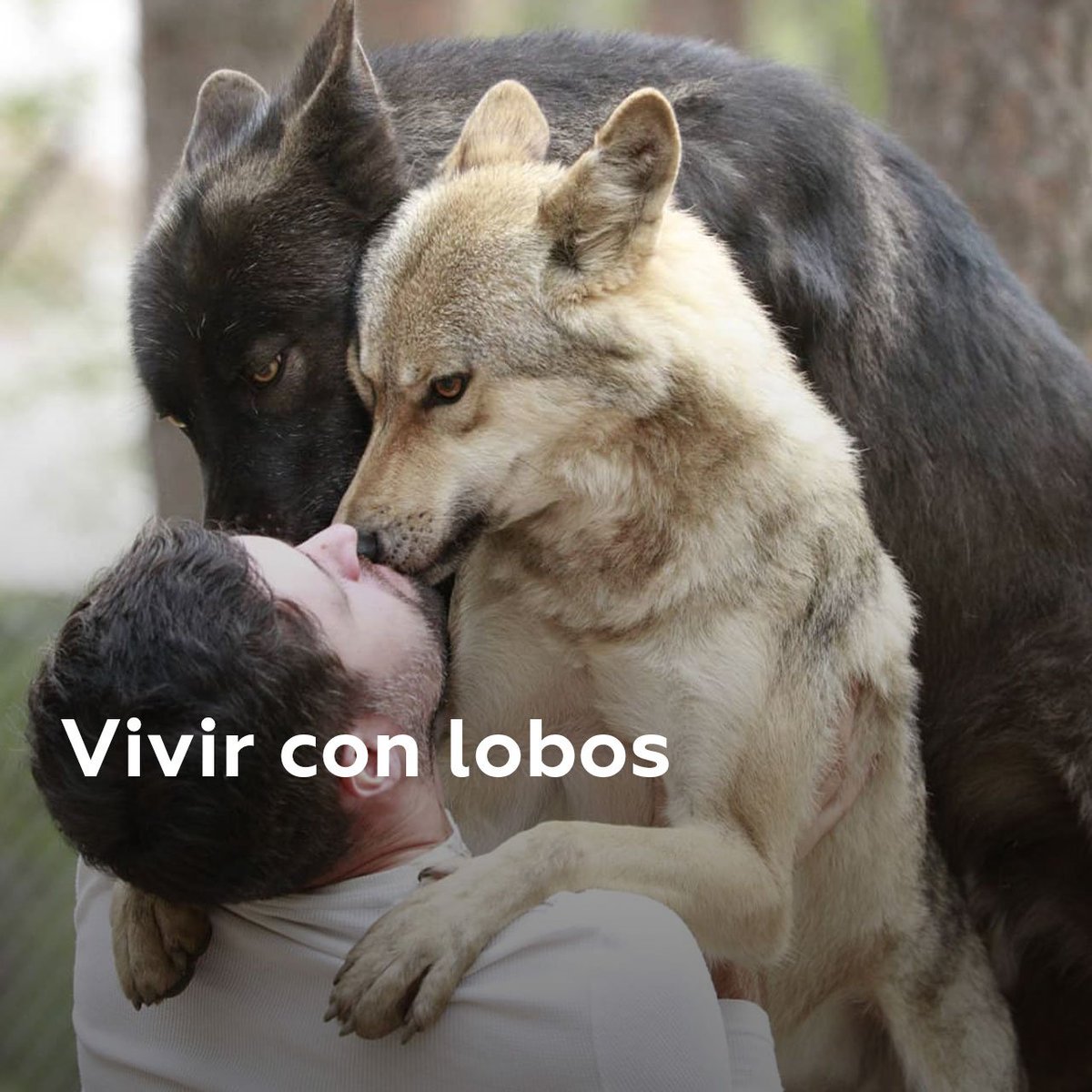 Este hombre vive con una manada de lobos ? Kirill Potápov es un ...