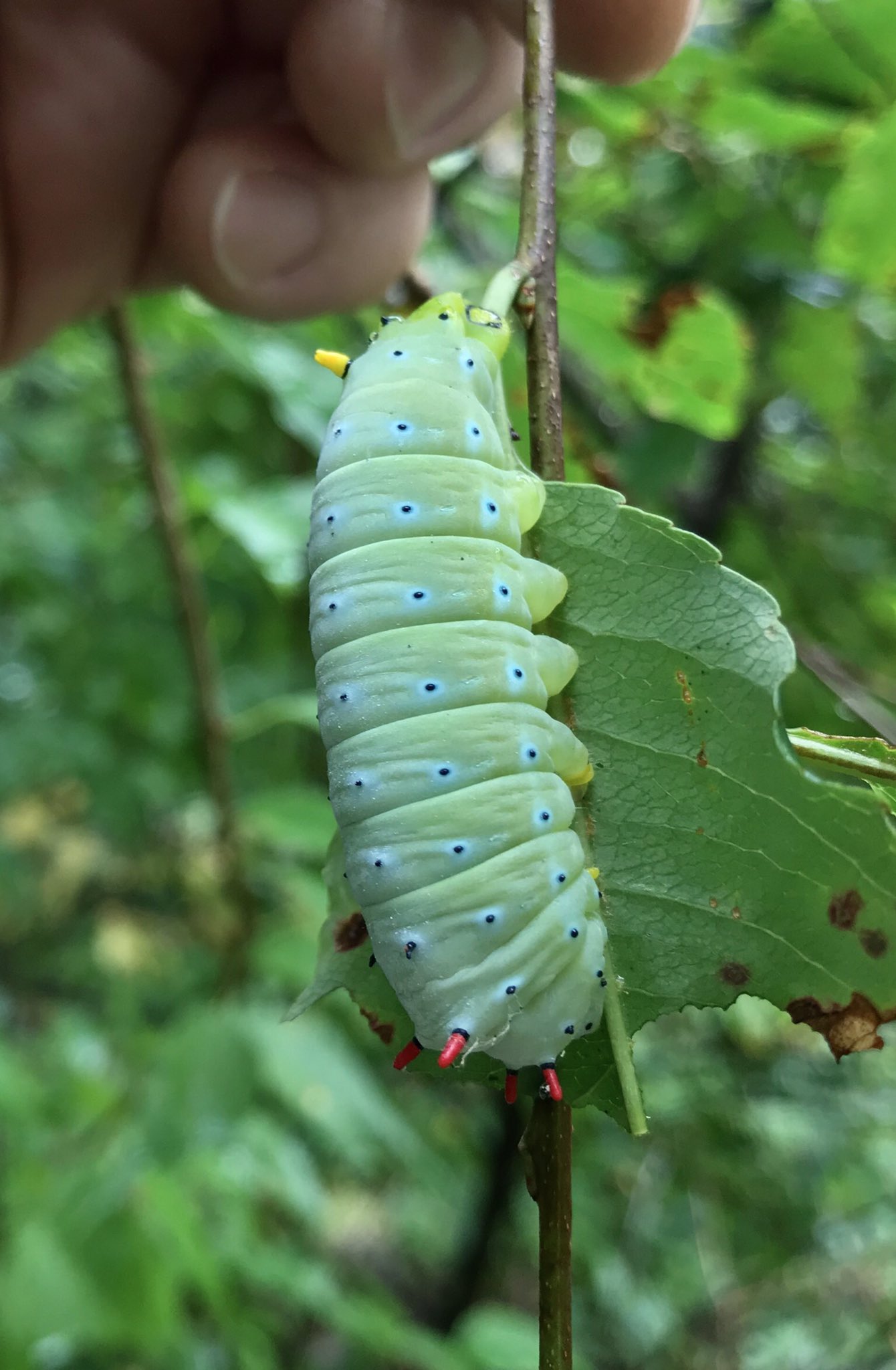 Promethea Moth Caterpillar