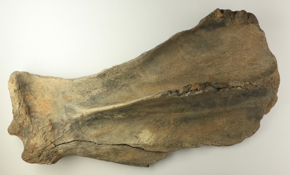 Deer Scapula