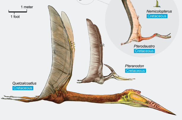 Pterodaustro Size