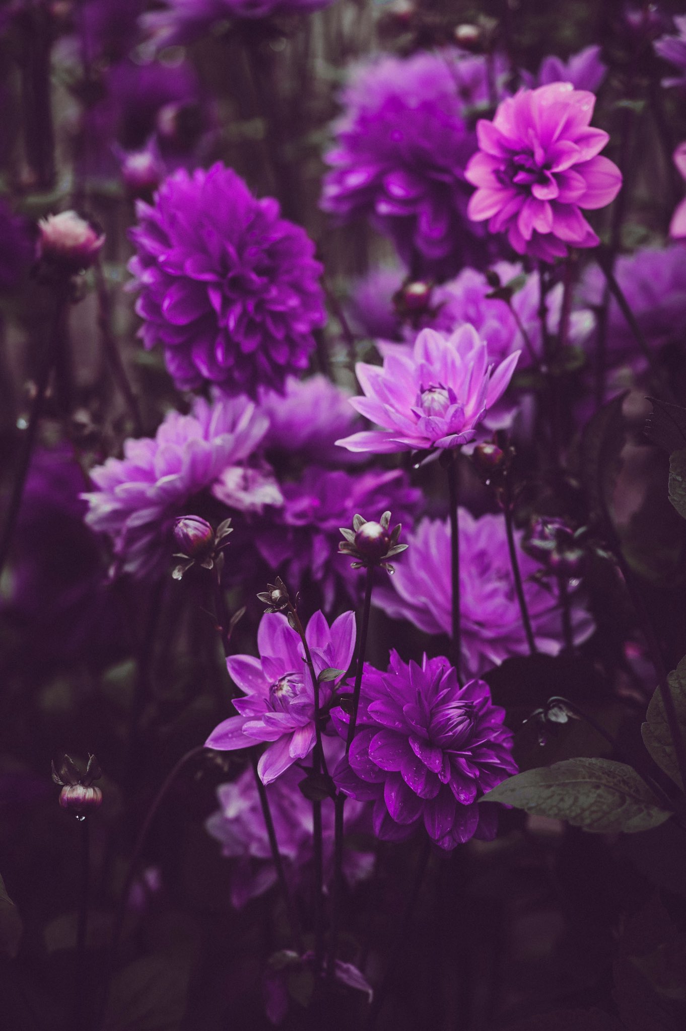Dark Purple Flowers Tumblr