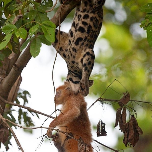 Clouded Leopard Prey