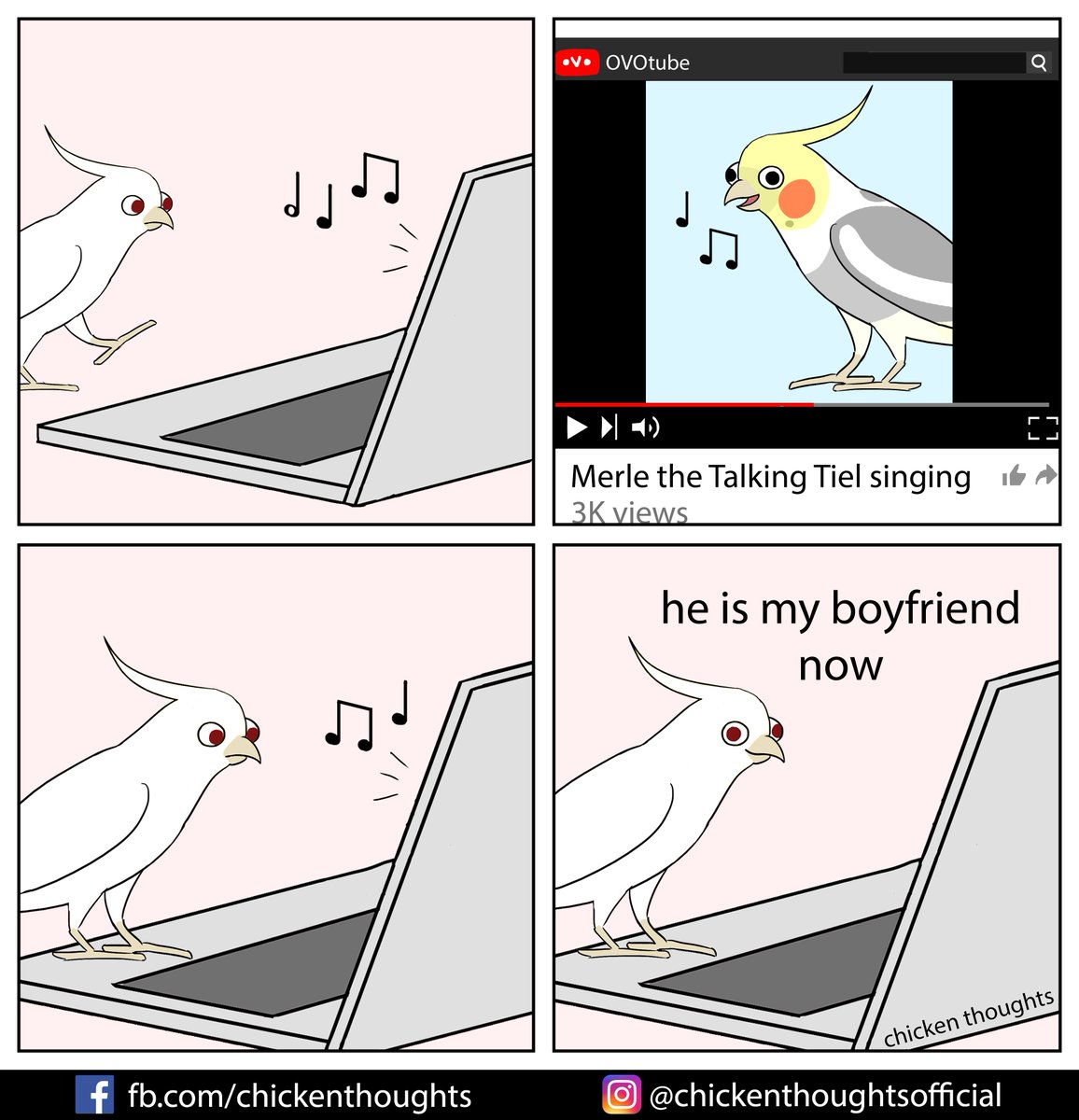 「Happy Hatchday to our fren Merle the Talking 'Tiel who bring」Chicken ...