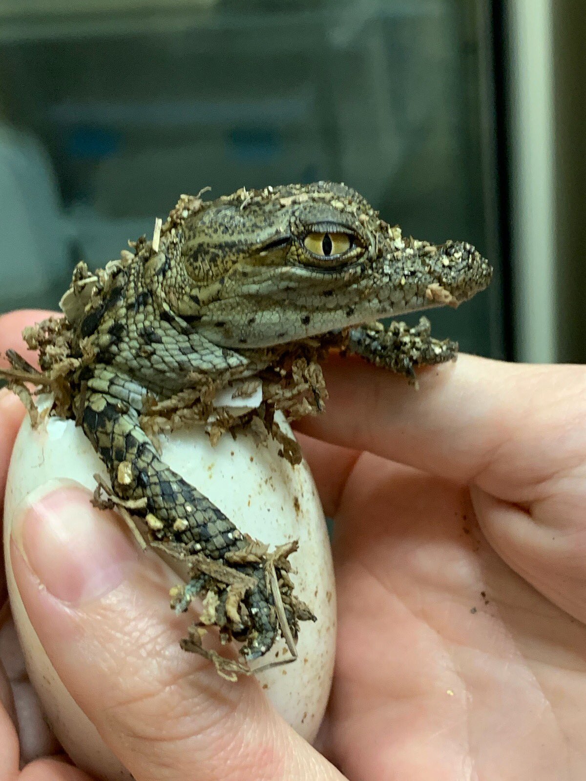 Baby Dwarf Crocodile
