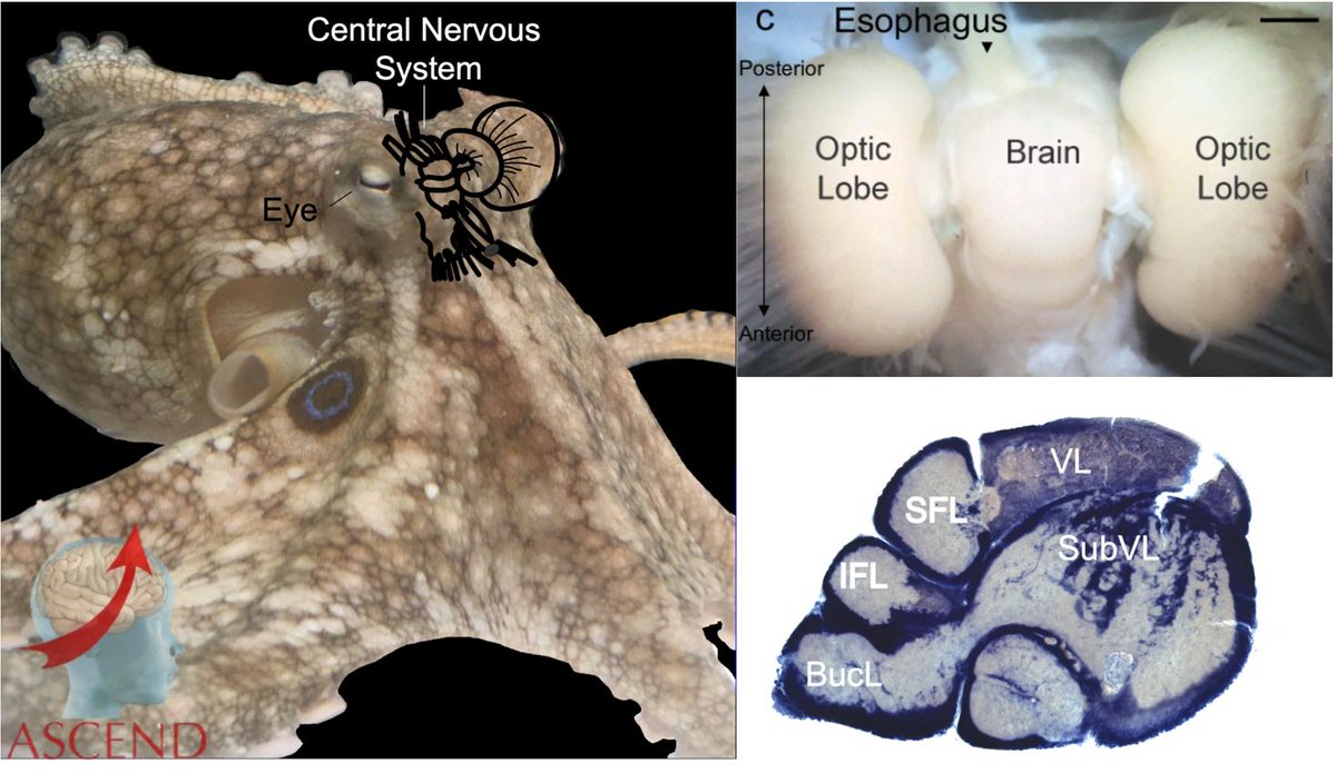 Octopus Nervous System
