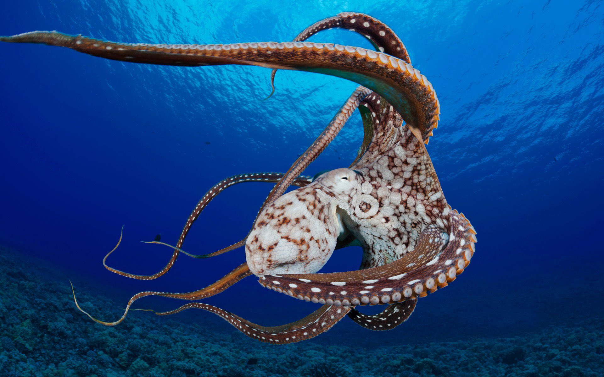 Mollusca Octopus