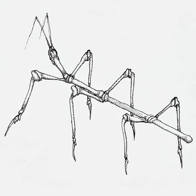 Walking Stick Insect Drawing