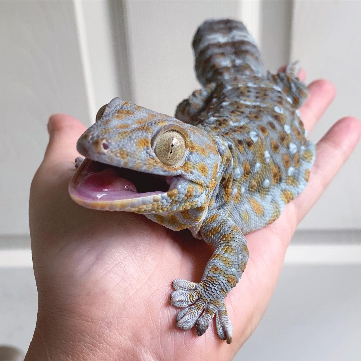 Baby Tokay Gecko