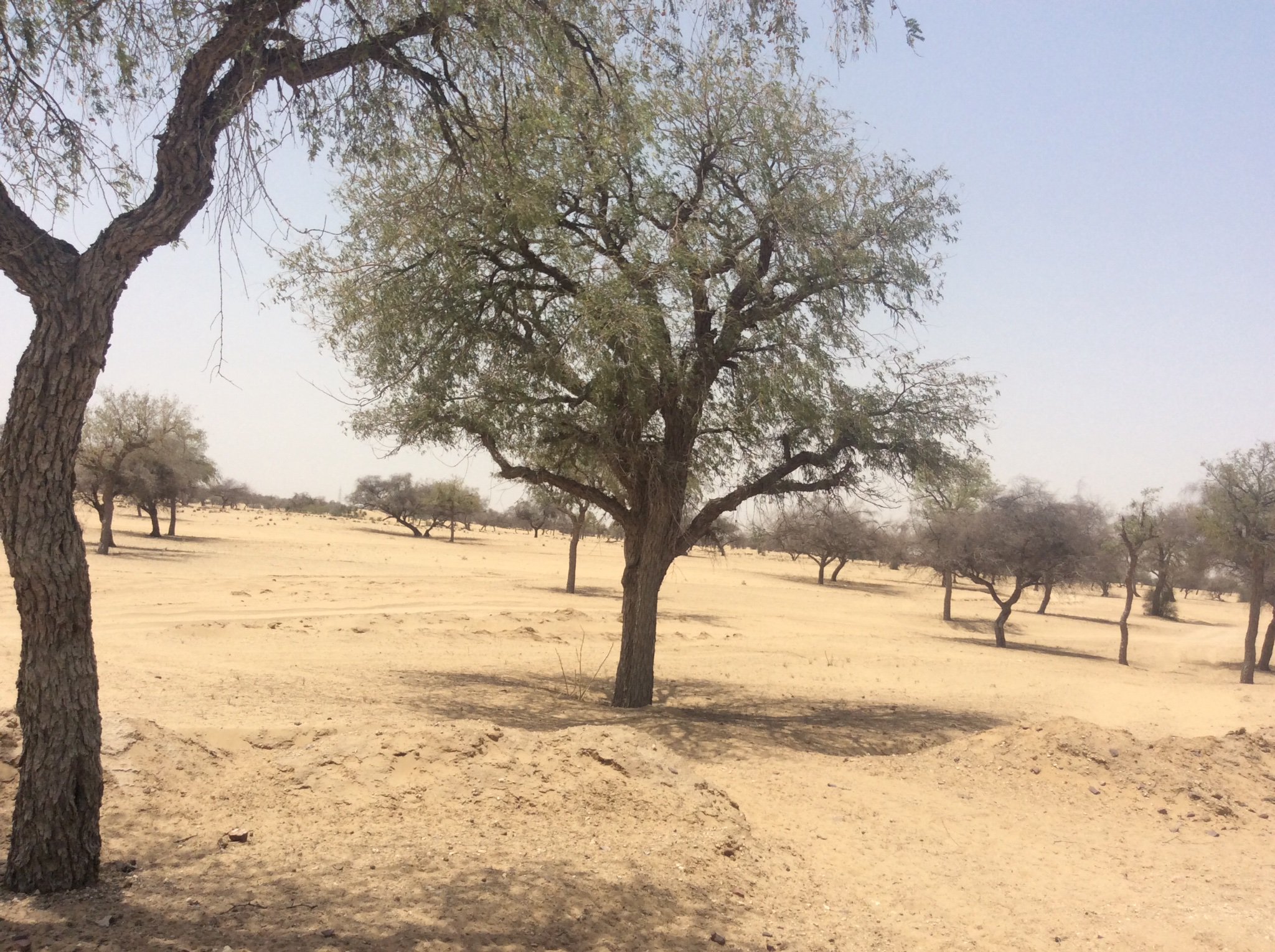 Khejri Tree