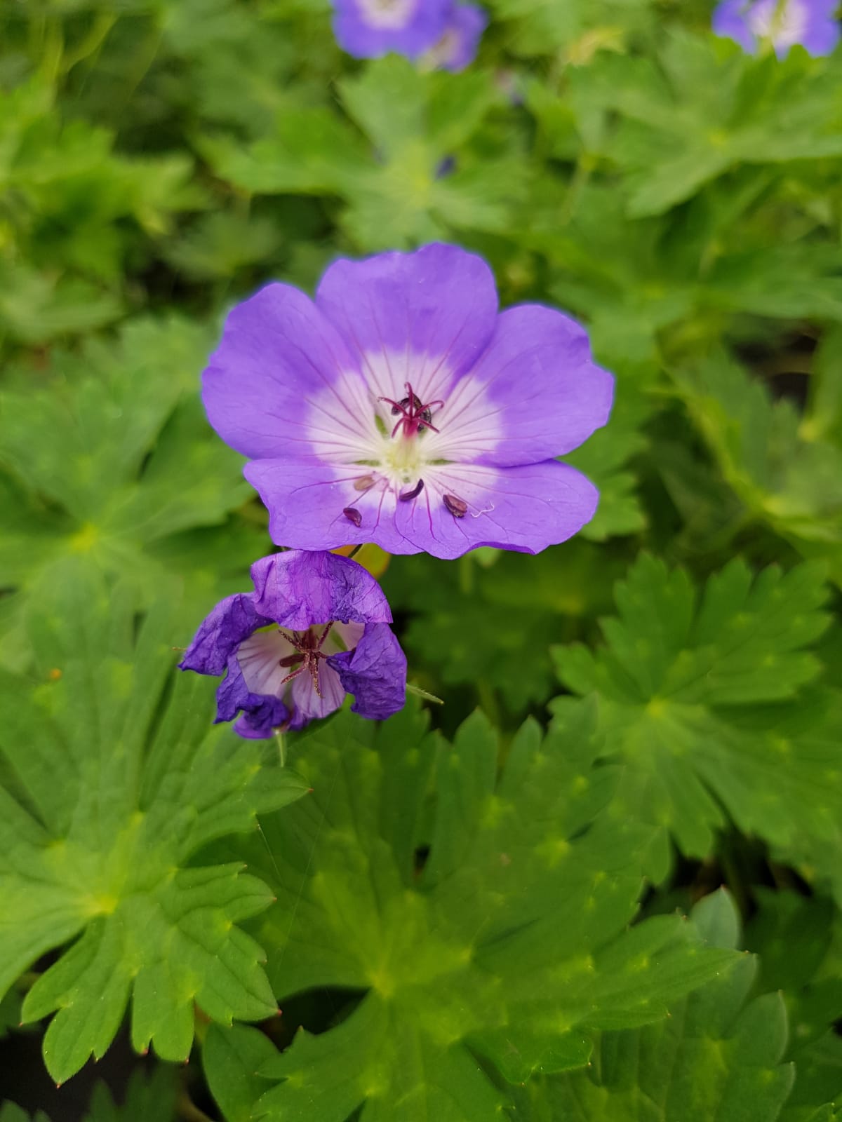 GERANIUM ROZANNE on Flipboard by Gary Doerr