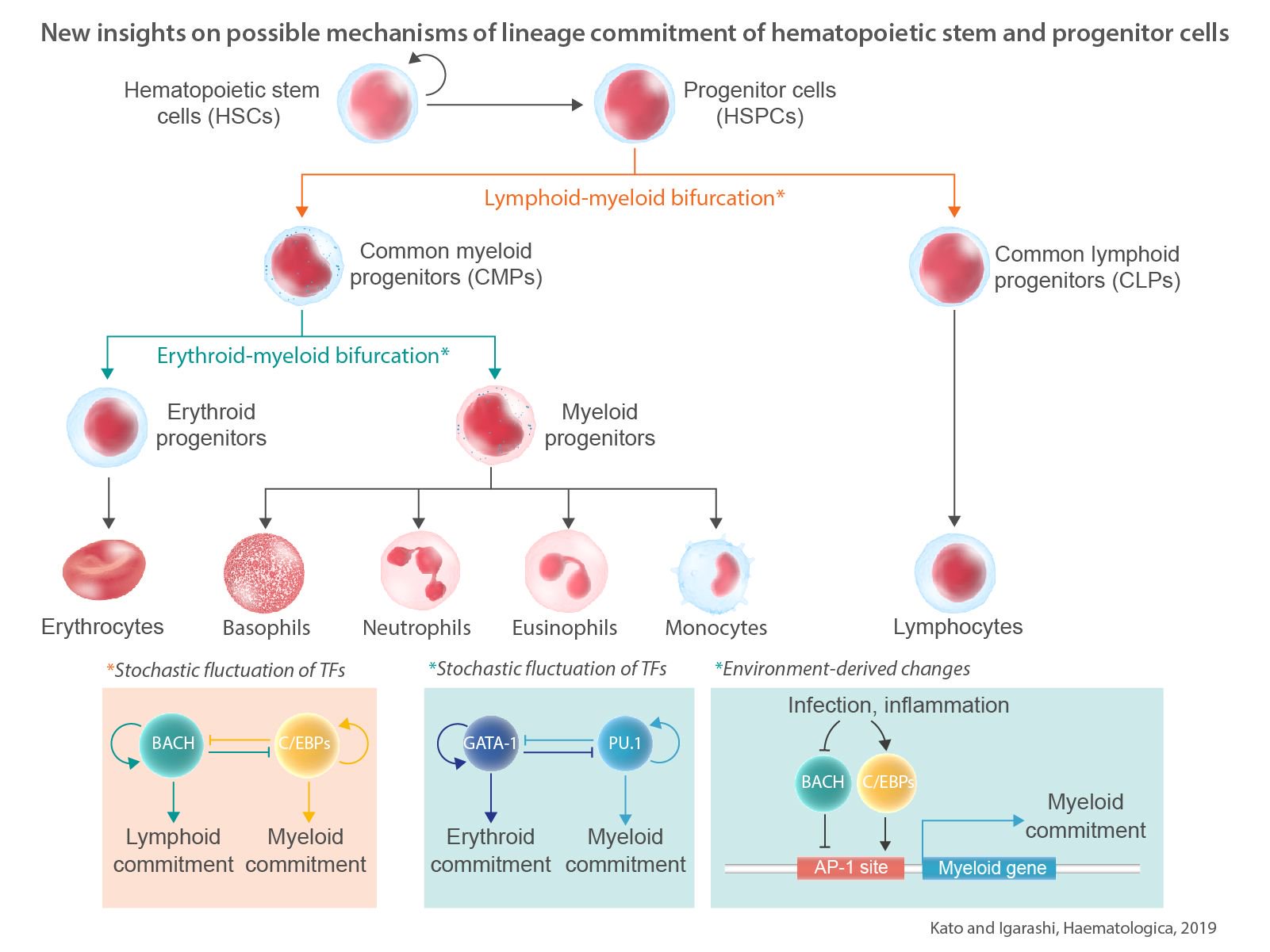 Hematopoietic Stem Cells Lineage Hematopoietic Stem Cells And Their