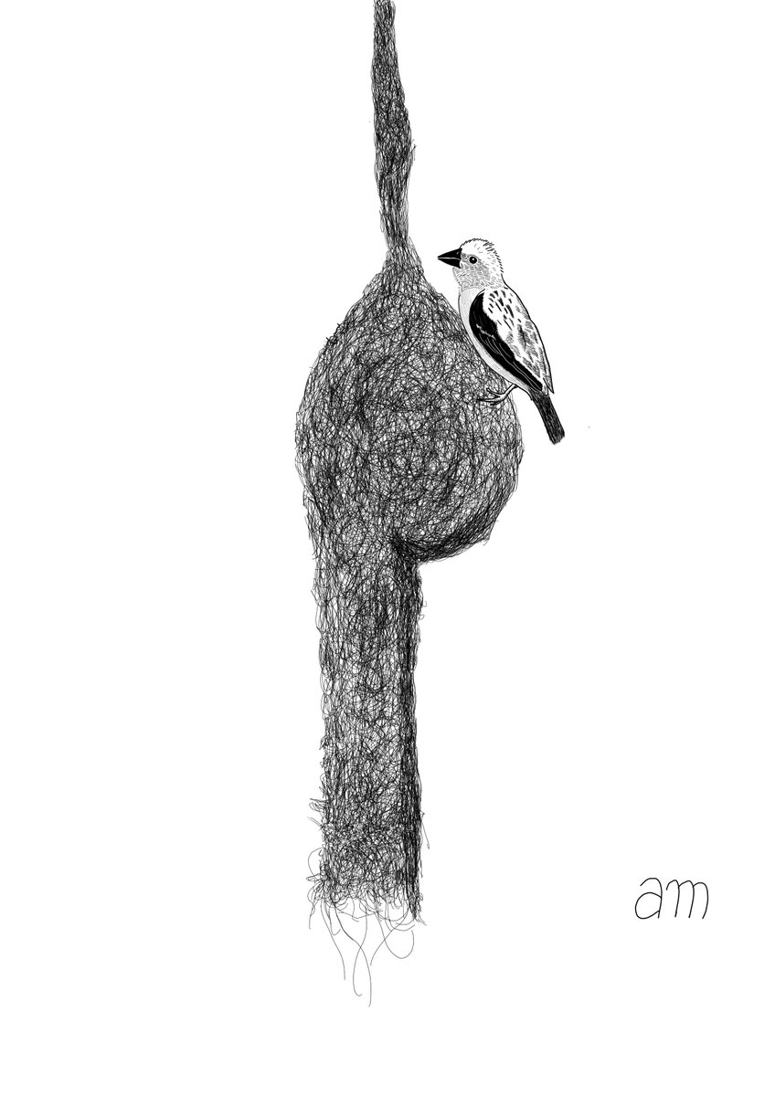 Weaver Bird Drawing