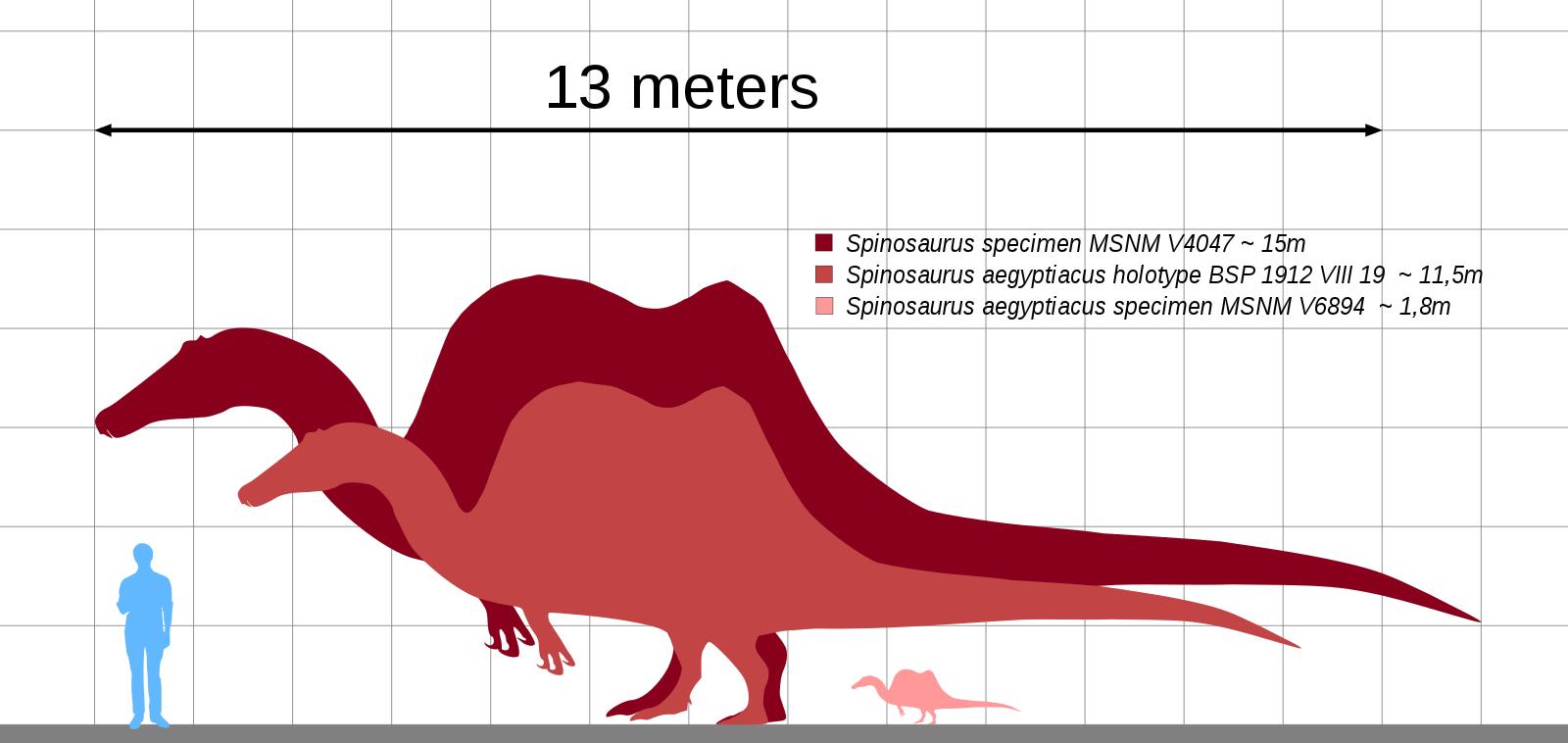 Spinosaurus Size Comparison