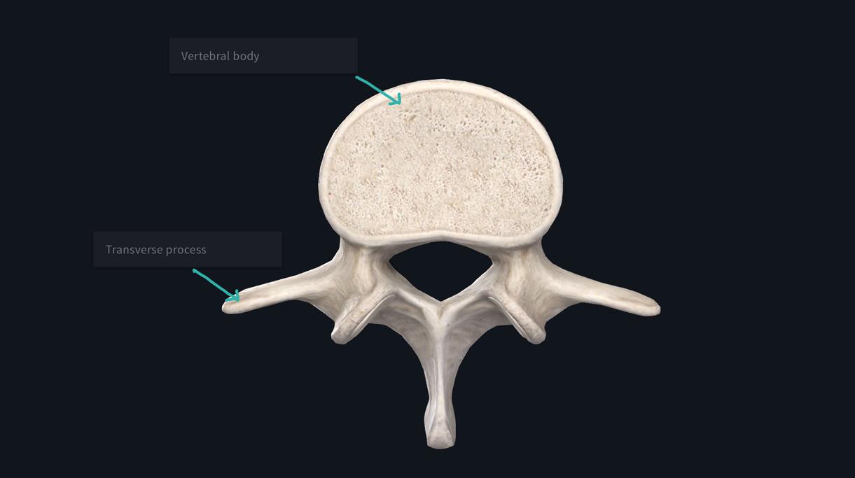 Transverse Foramen