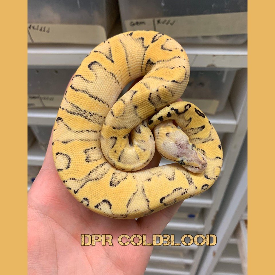 Pastel Champagne Ball Python