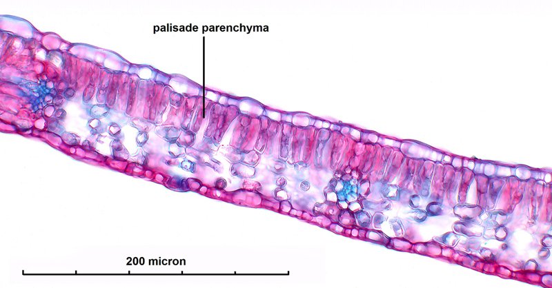 Palisade Cells Microscope