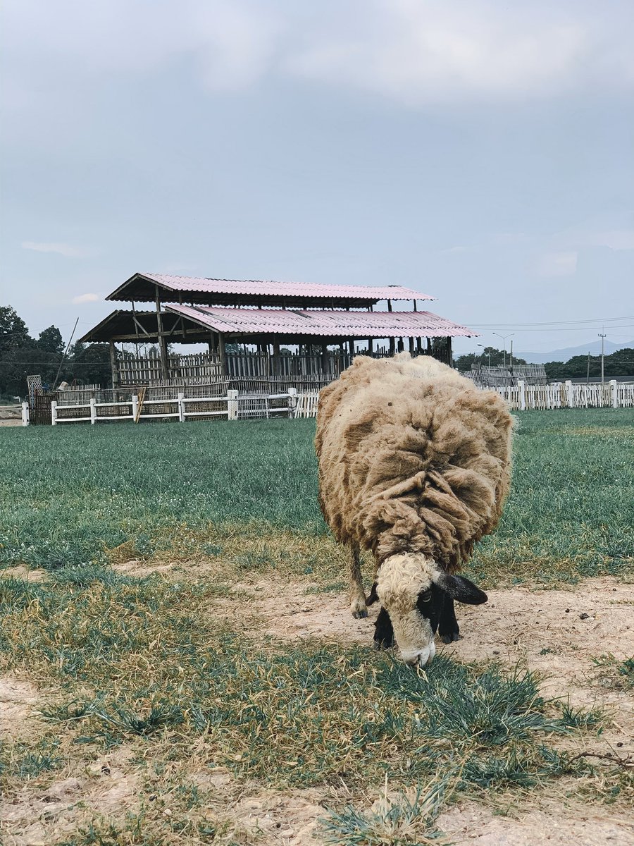 Patchara.j (@PatcharaW1) | Twitter