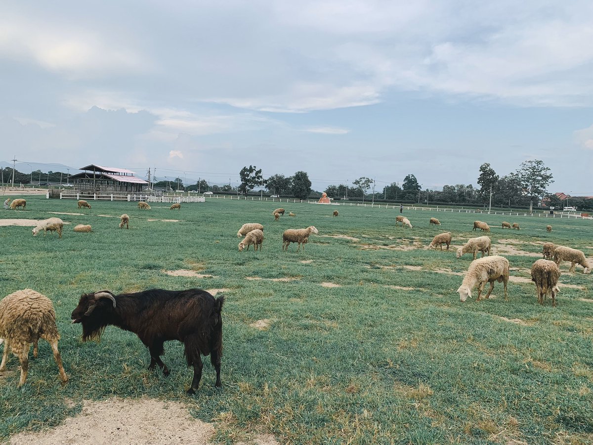 Patchara.j (@PatcharaW1) | Twitter