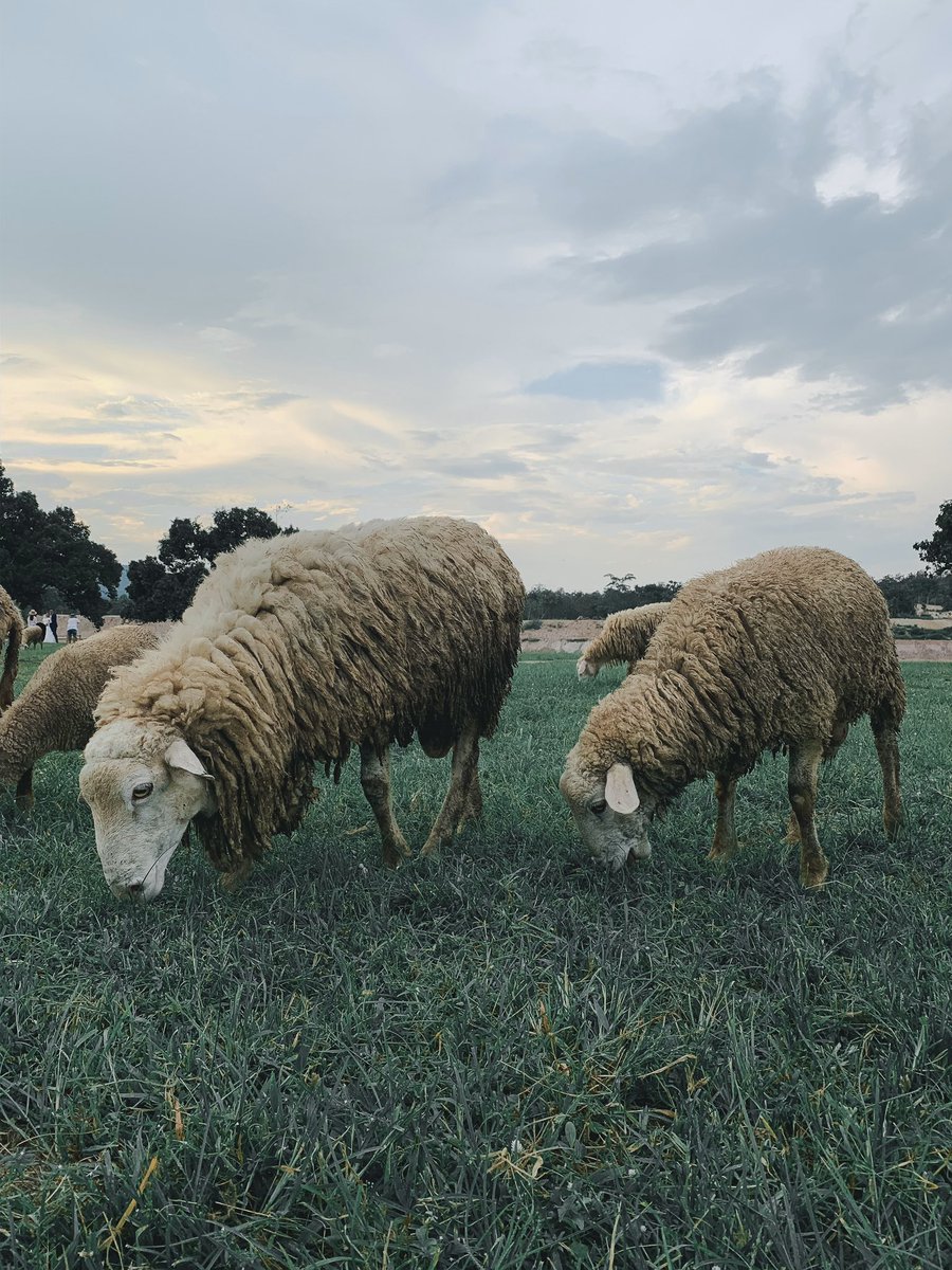 Patchara.j (@PatcharaW1) | Twitter