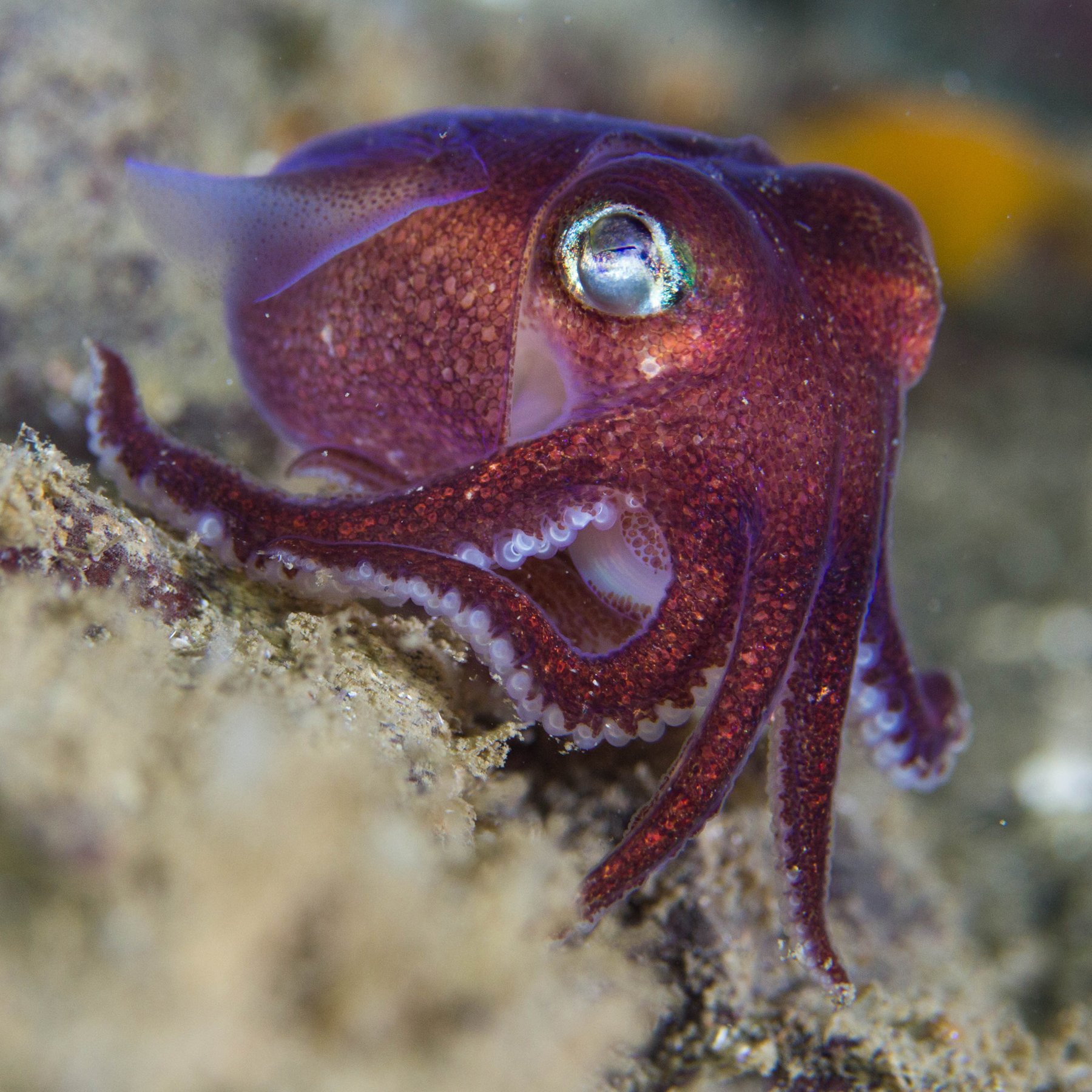 Nope Octopus