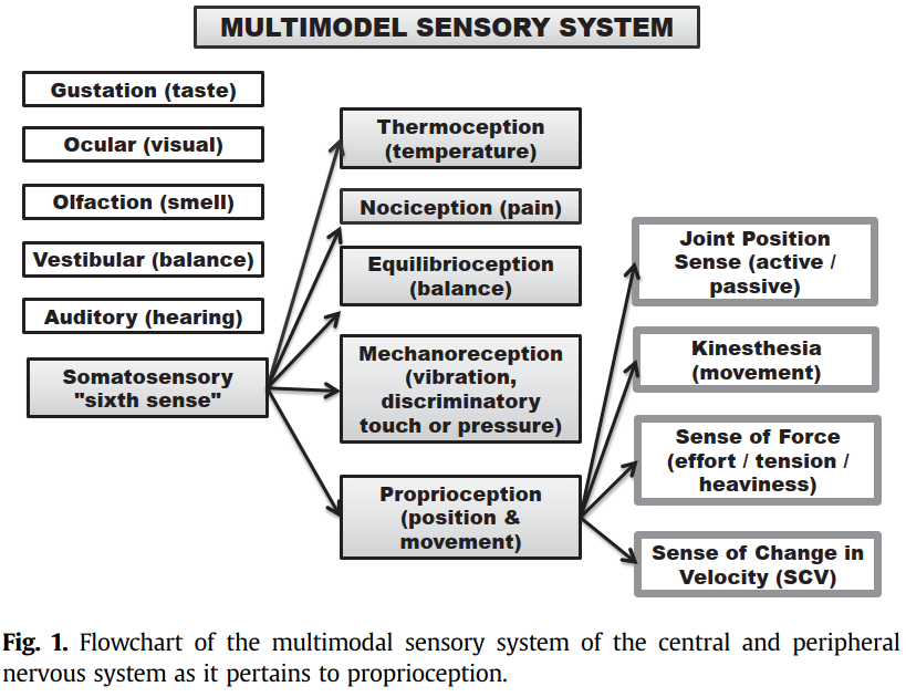 Physio Meets Science on Twitter: "Proprioception: How is it affected by shoulder pain? A ...