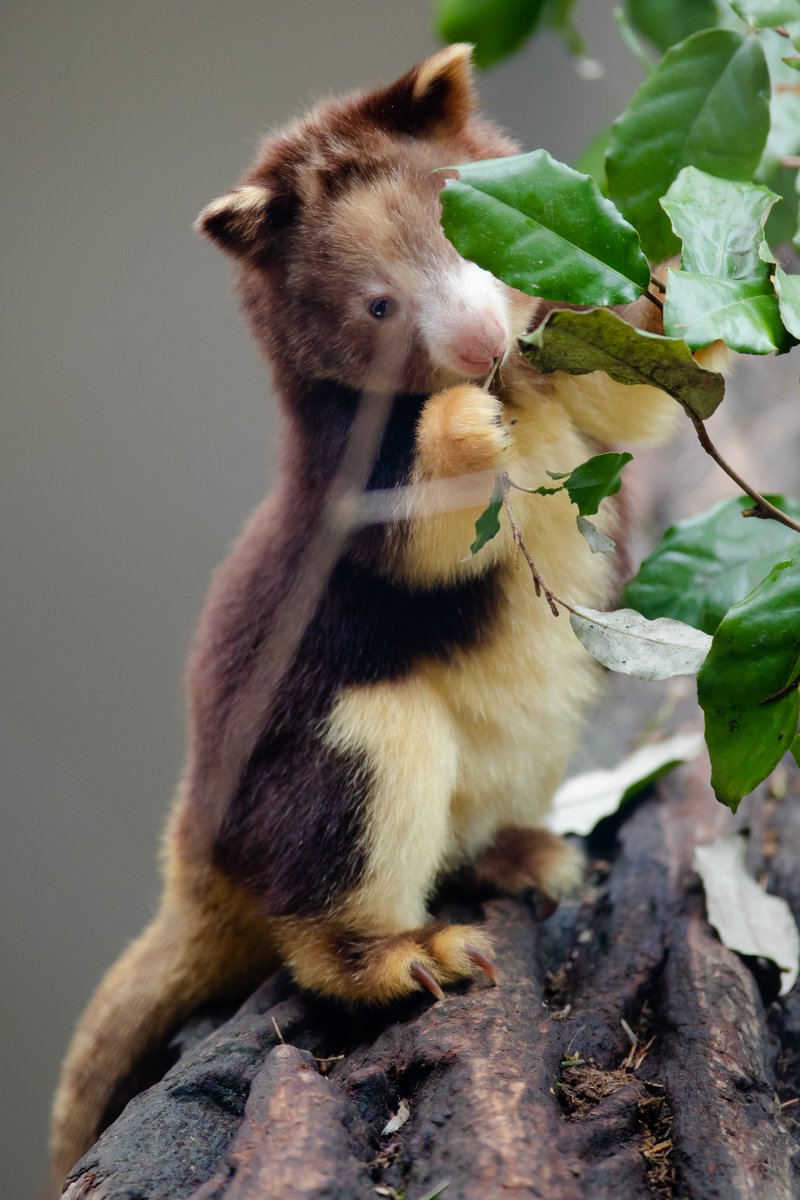 Matschies Tree Kangaroo