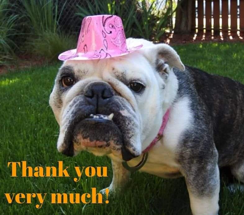 Thank You Bulldog