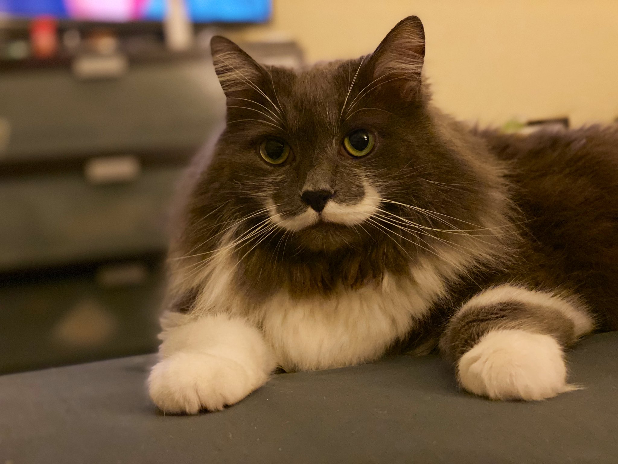 Hamilton The Hipster Cat Owner