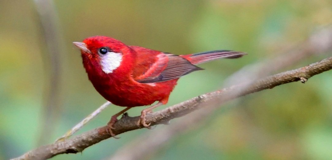 Red Warbler Bird