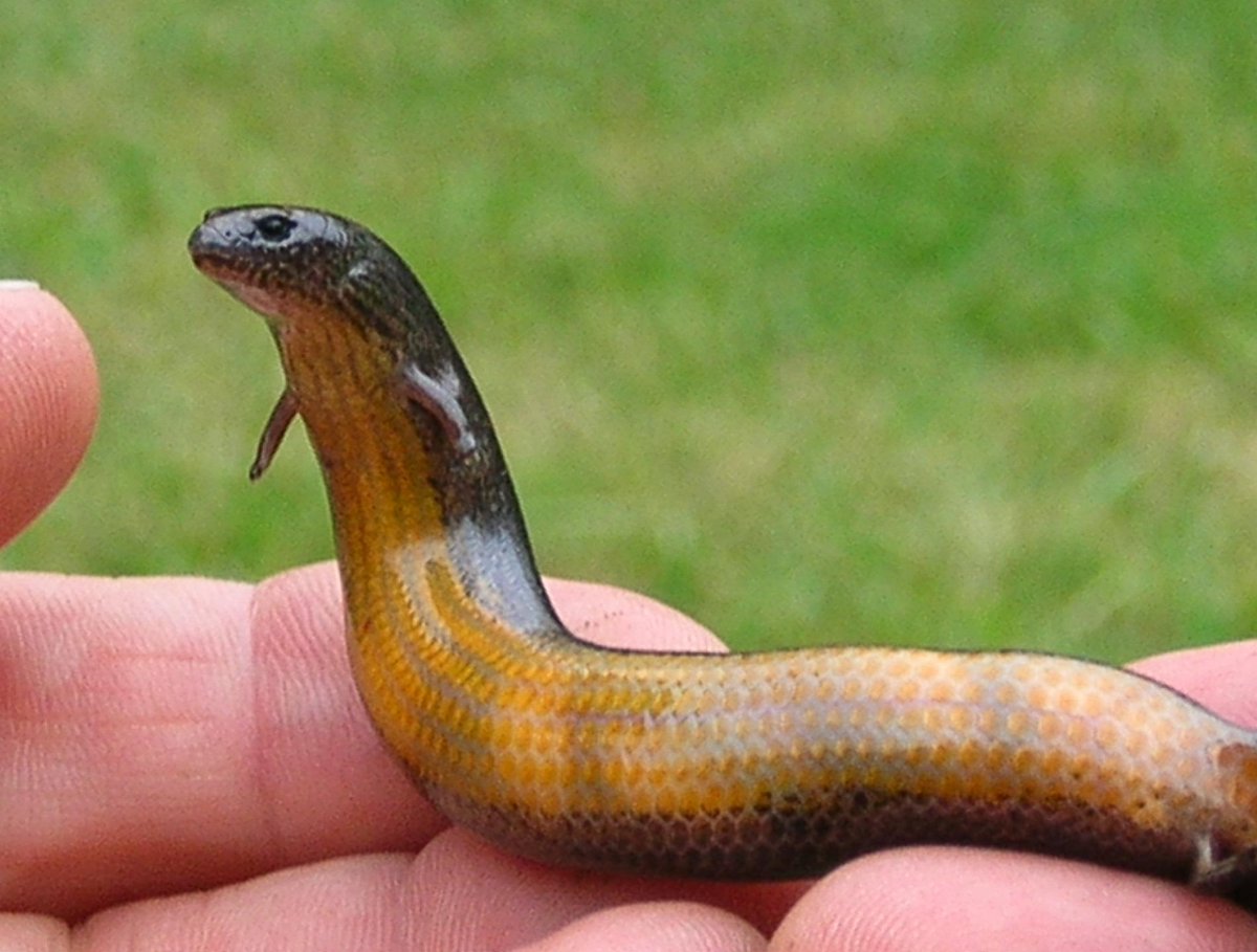 Mexican Mole Lizard
