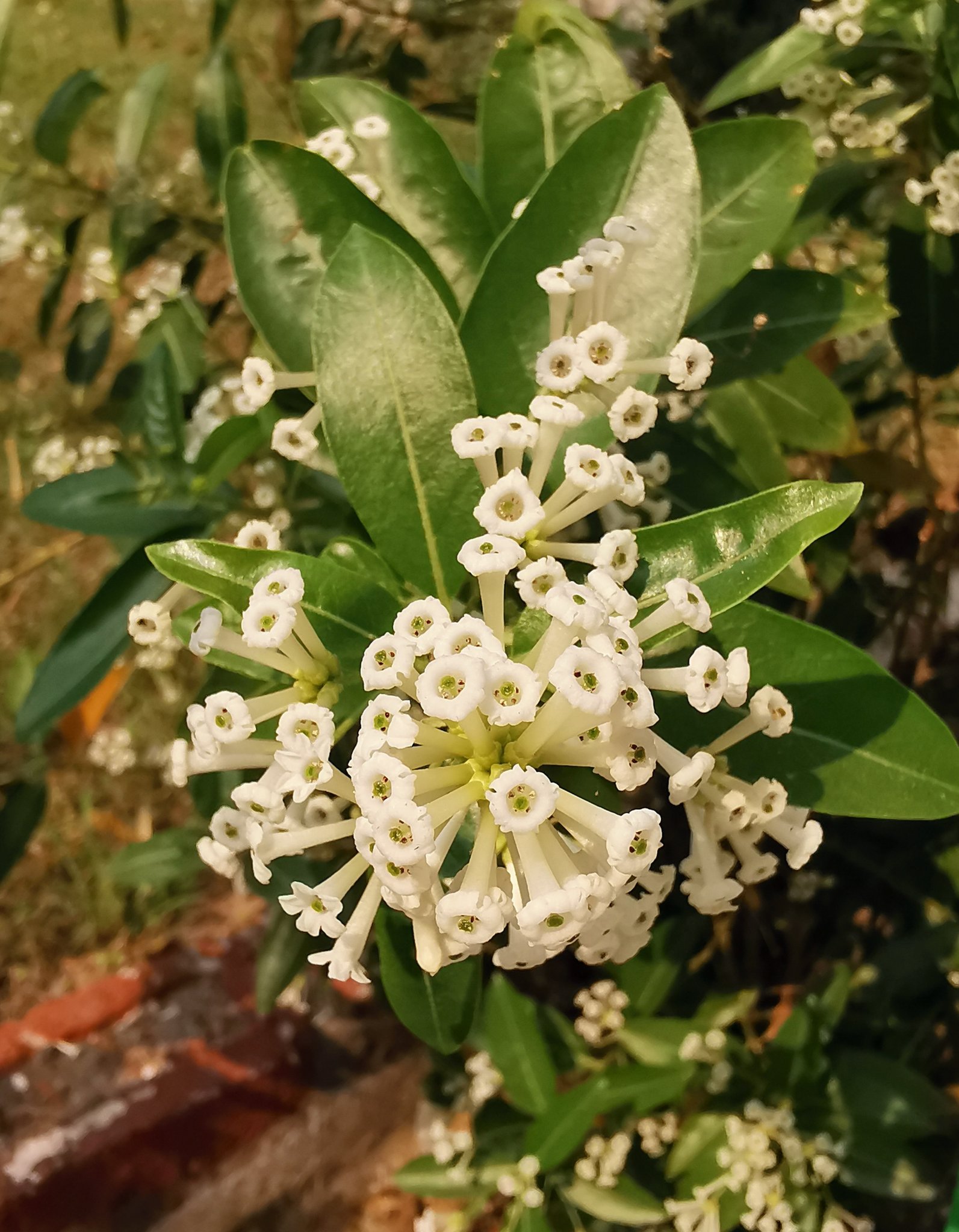 Cestrum Diurnum