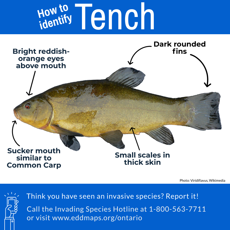 Male And Female Tench