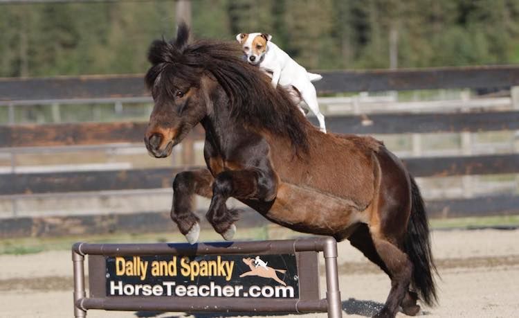 Mini Horse Jumping