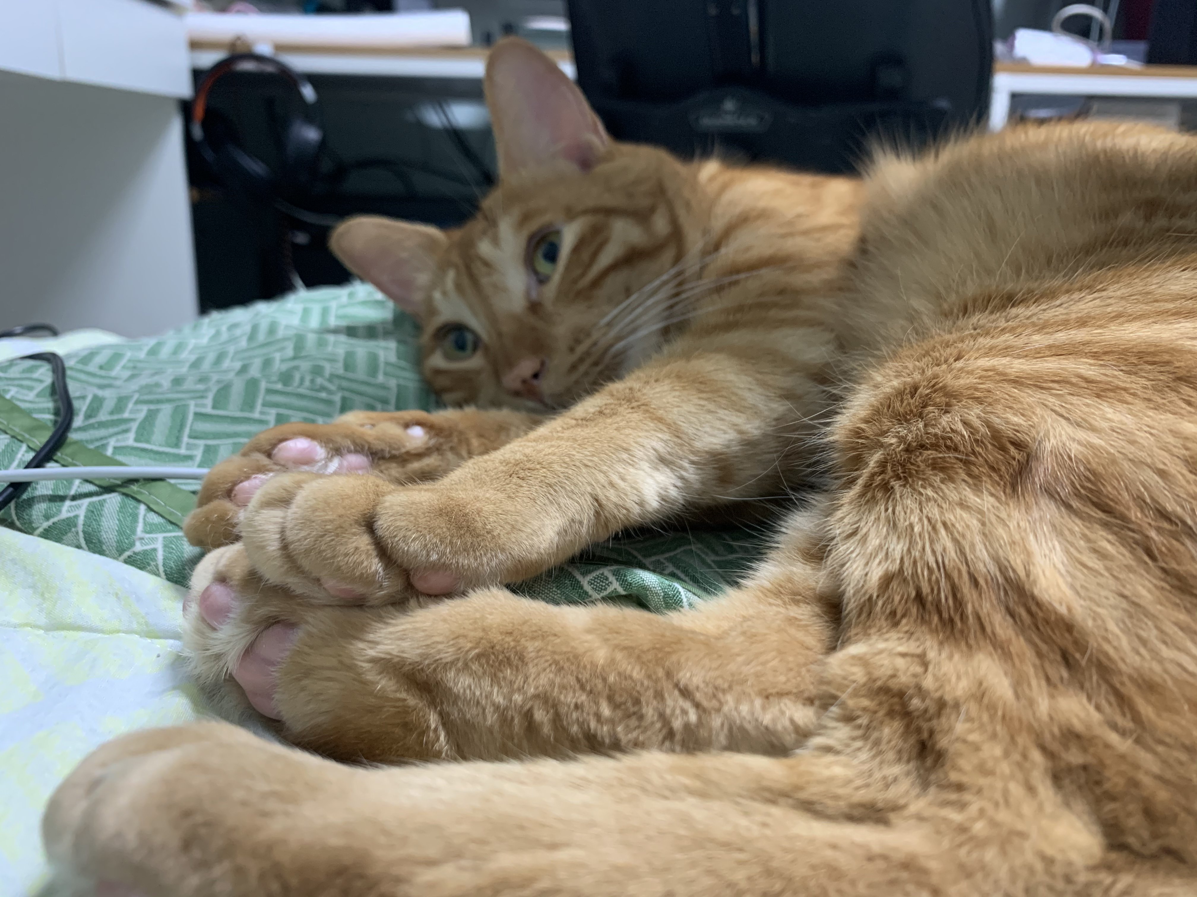 보리꼬리🐱 (@bori_the_cat) / Twitter