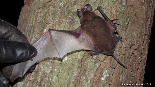 White Winged Flying Fox