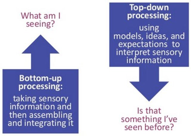 Bottom Up Processing Vs Top Down Processing Bottom Up Processing Vs Top Down Processing