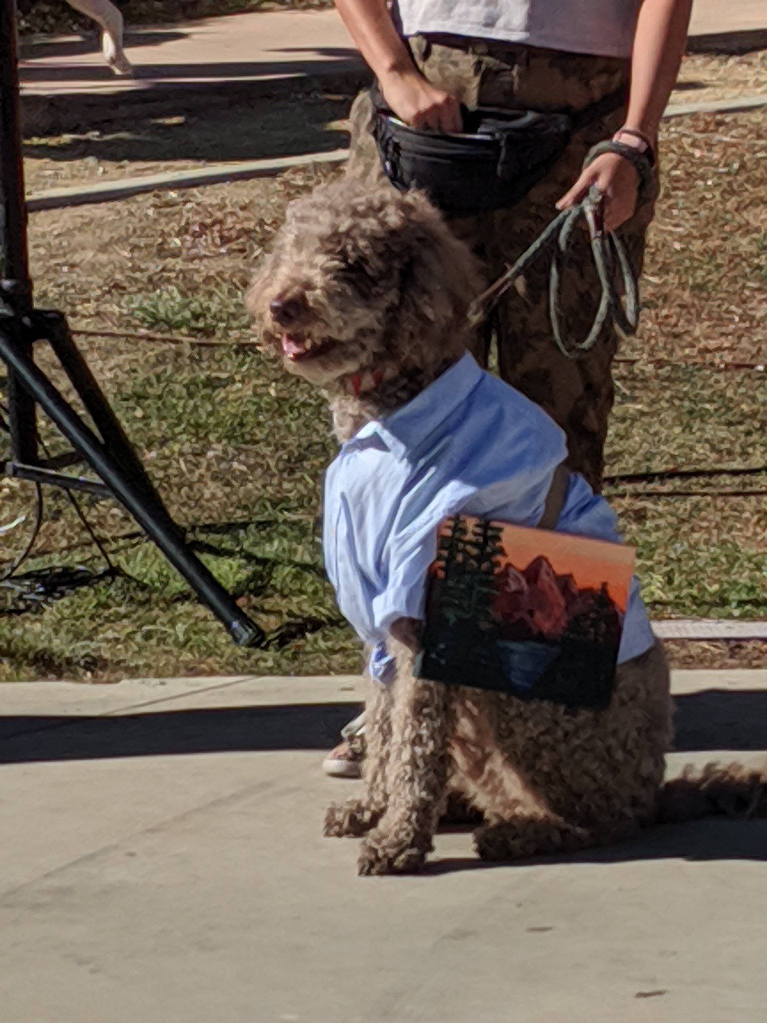 Doge Bob Ross The Best Of The Joy Of Painting With Bob Ross | Rocky