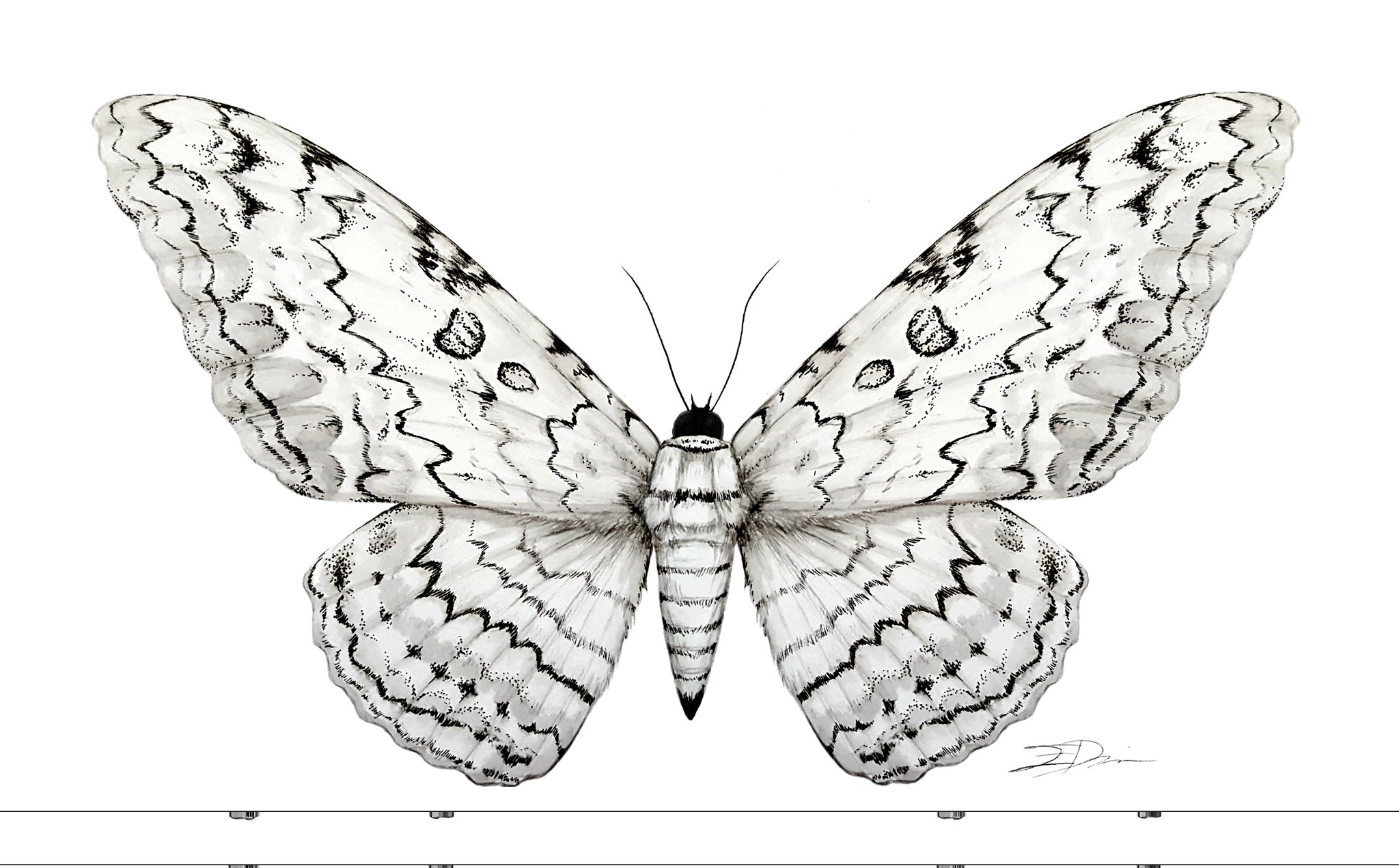 Pin On Butterflies And Moths Part-2, 58% OFF
