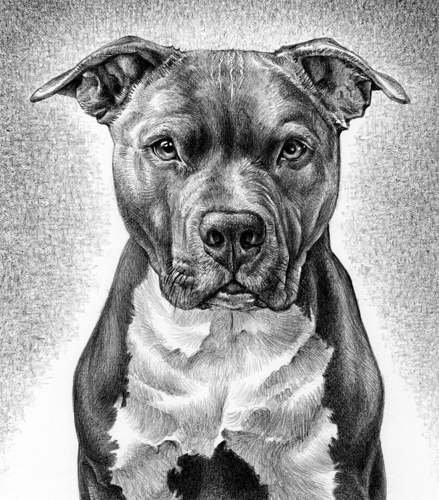 Pitbull Dog Drawing In Pencil