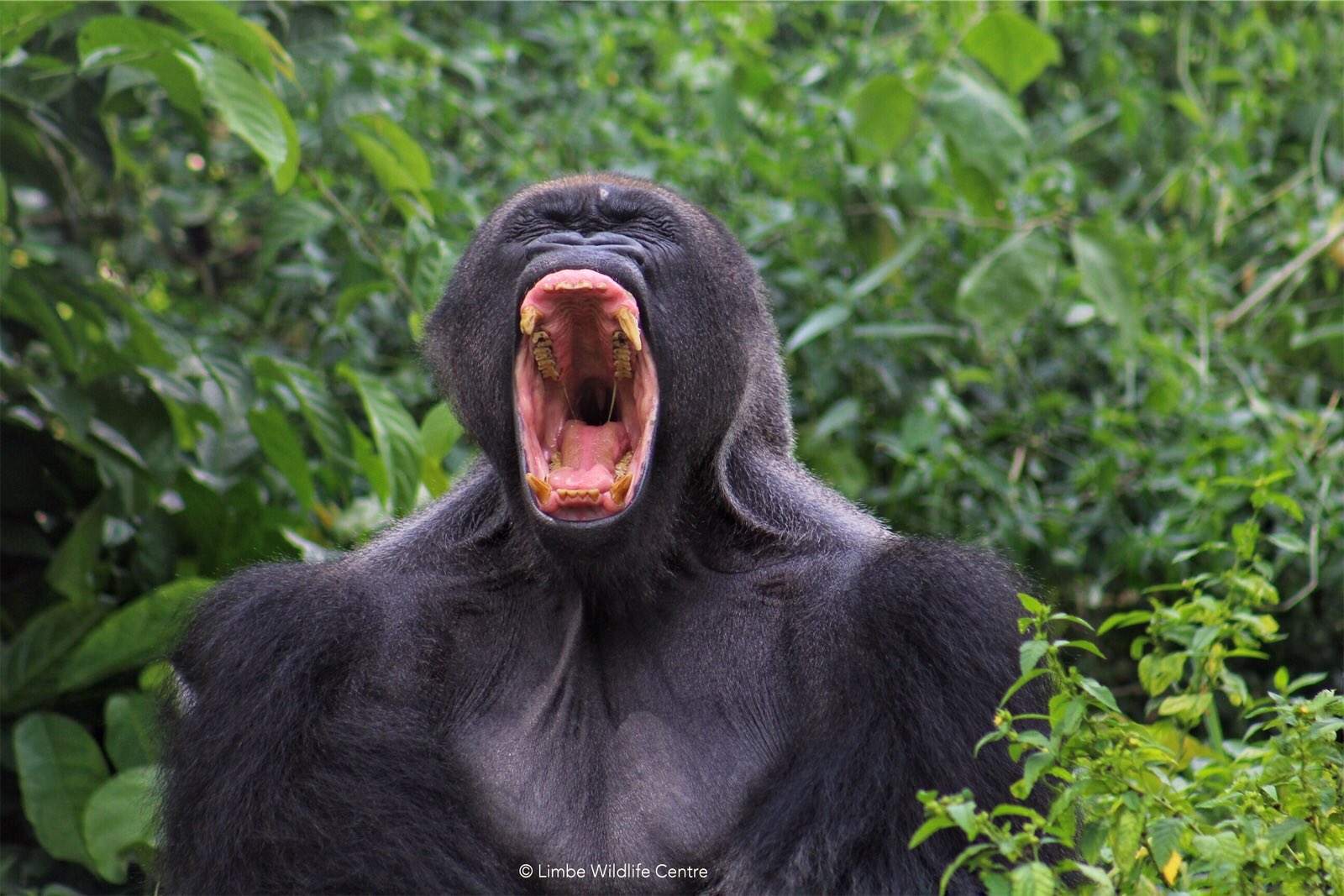 Roaring Silverback Gorilla