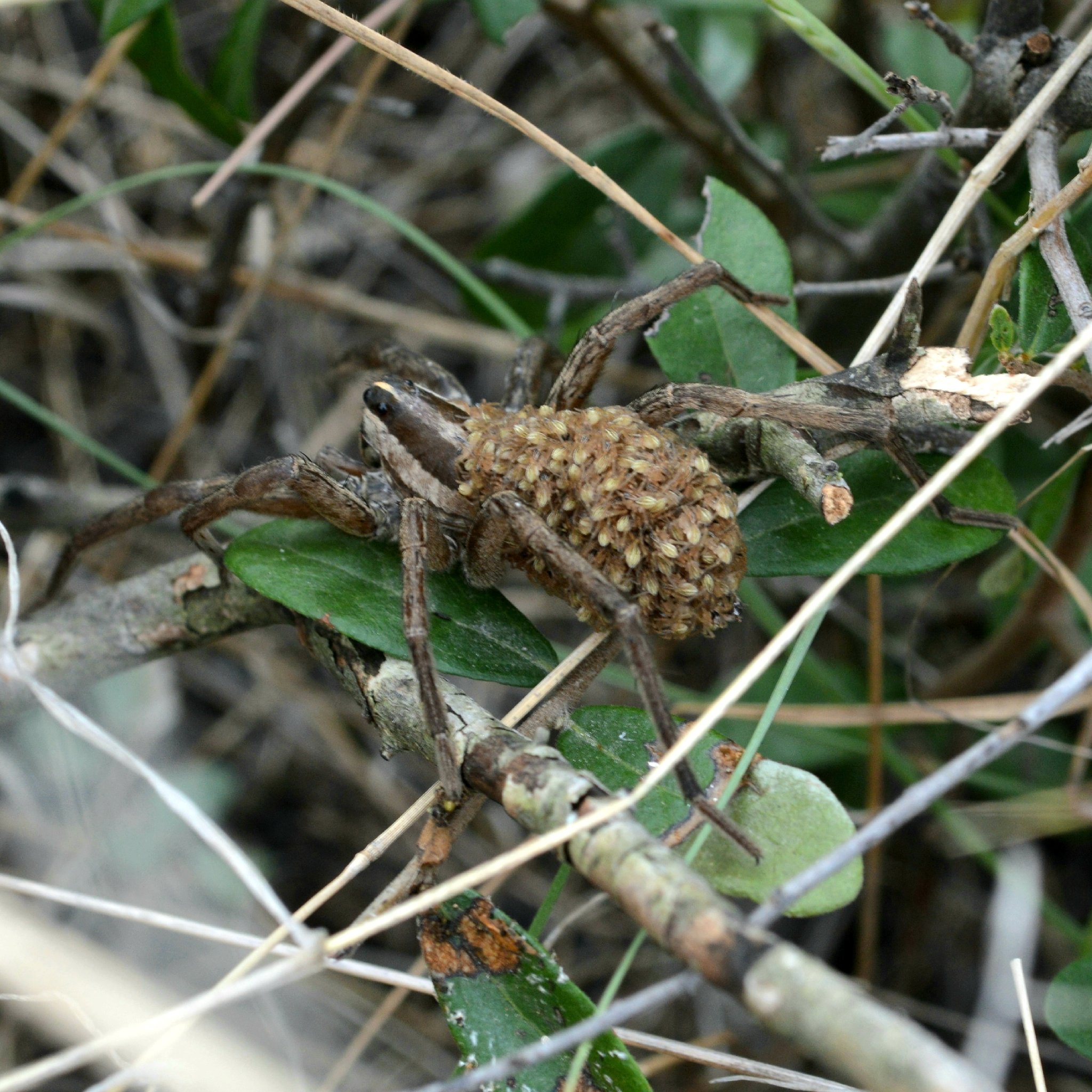 Wolf Spider Without Babies