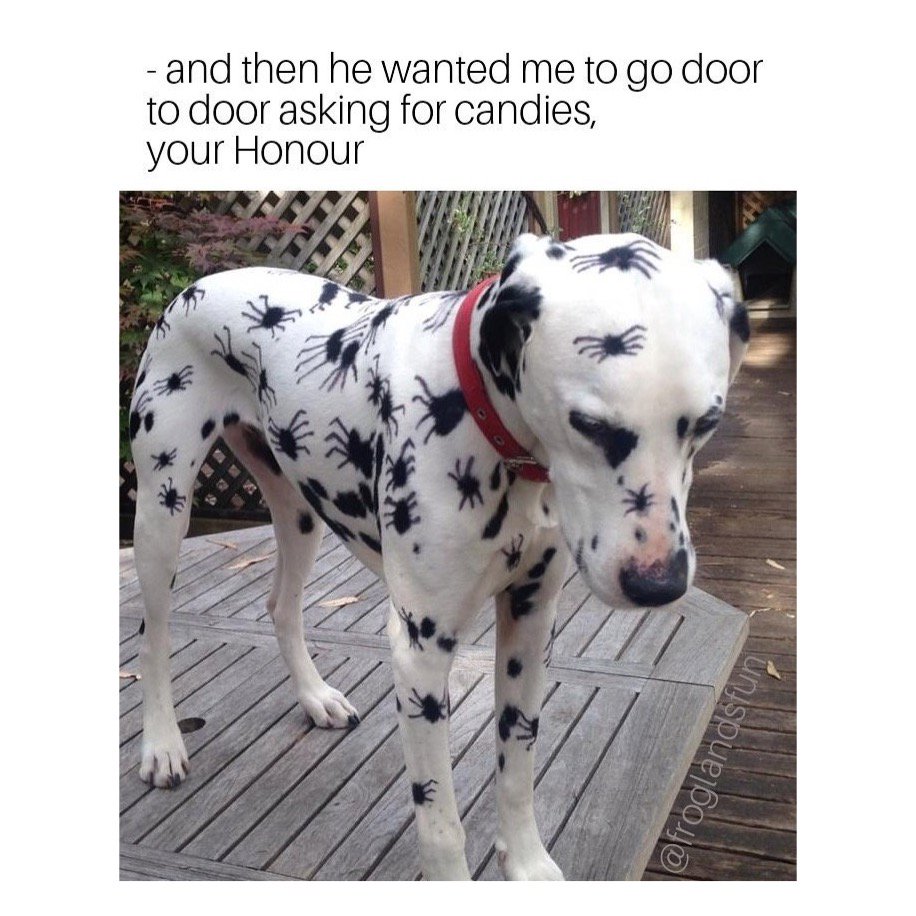 Dog Olay Memes