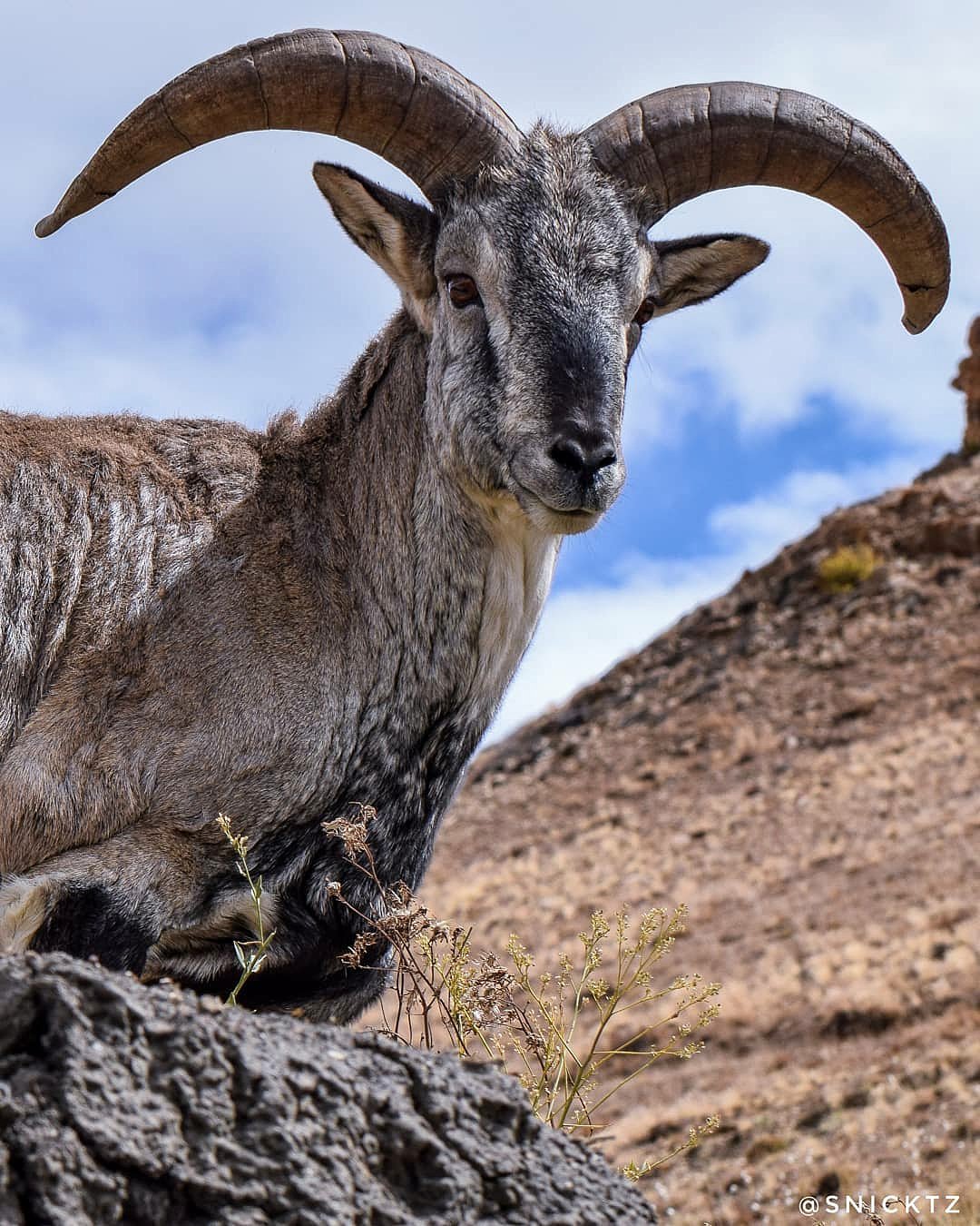 Himalayan Blue Sheep