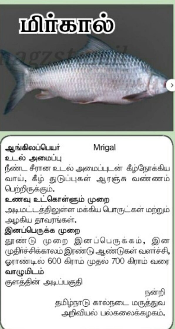 Mrigal Fish