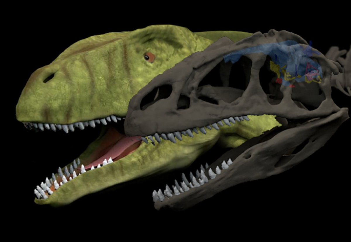 What do dinosaur brains look like? - Togetter [トゥギャッター]
