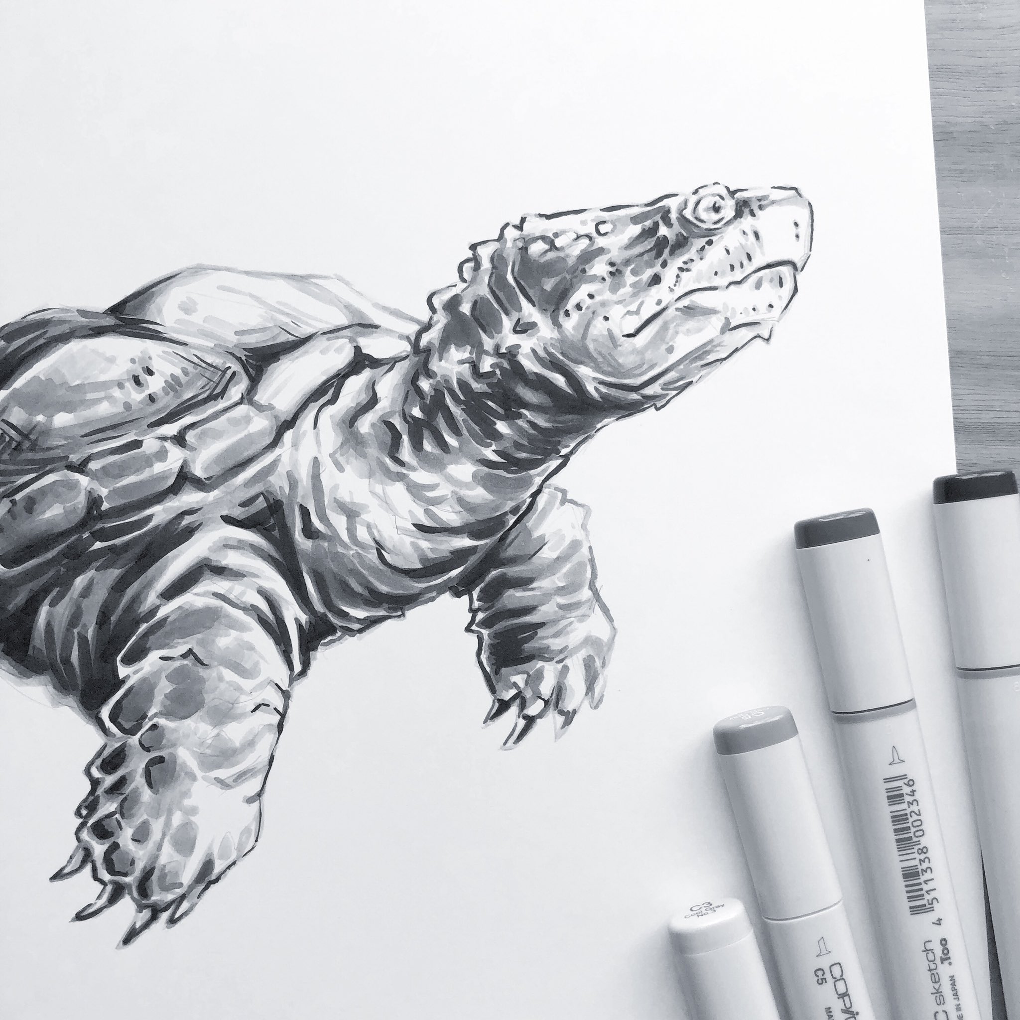 Snapping Turtle Drawing