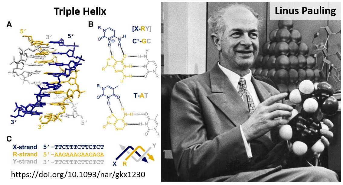 Linus Pauling Diagram