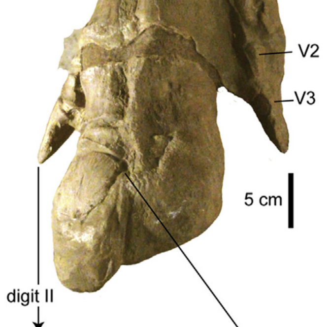 Iguanodon offers a firm handshake : r/Naturewasmetal